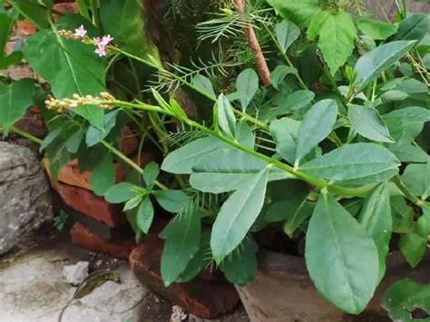這種野草來自美洲，嫩葉是上等野菜，根酷似人參，俗稱「假人參」 每日頭條