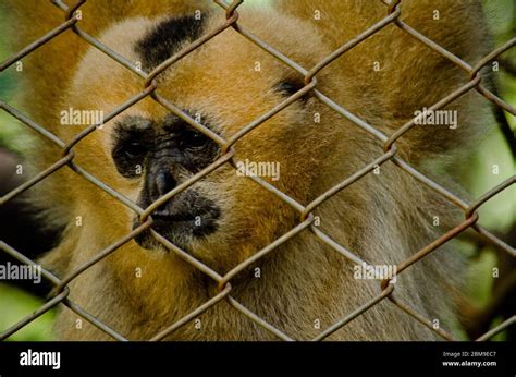 White Handed Gibbon Is Primates In Mammalia Mostly It Catch Branch On The Tree In Dry Deciduous