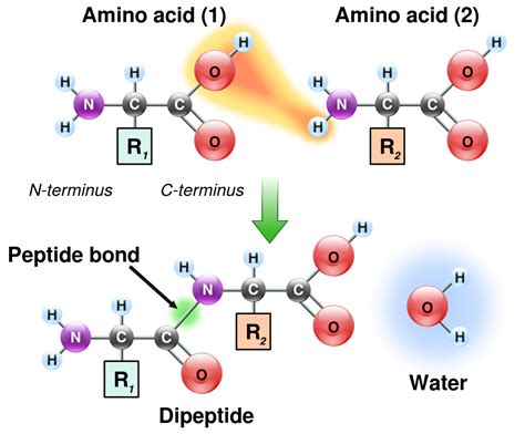 Protein Amino Acid Structure