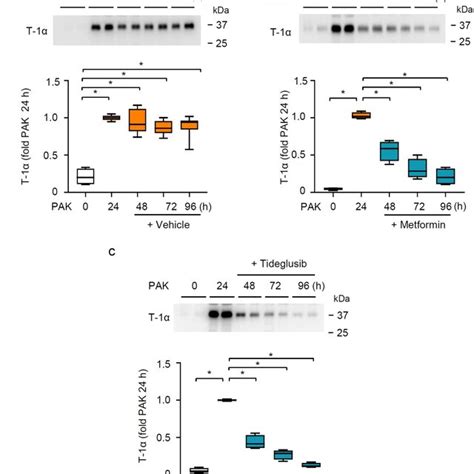 AMPK activation reduces the accumulation of AEC surface marker T 1α in