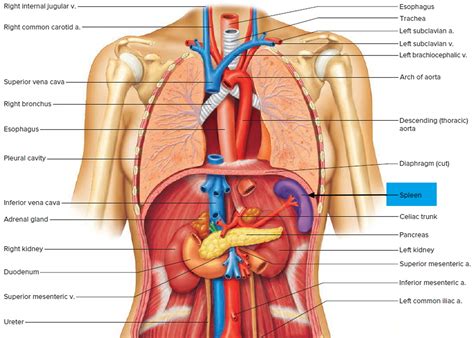 Splenomegaly Causes Symptoms Diagnosis And Treatment