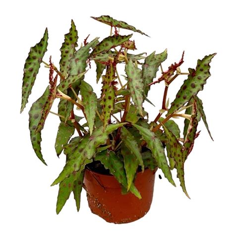 Buy Begonia Amphioxus 9 Cm Ø Online At Lush Plants