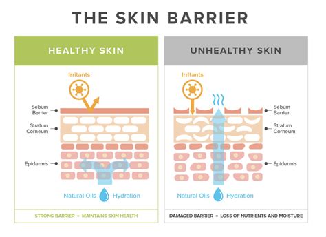 Skin Barrier Diagram Skin Health Epidermis Scalp Serum