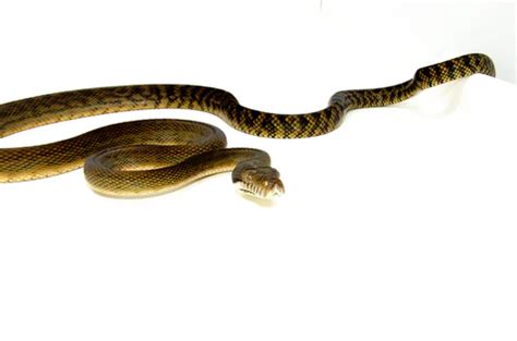 Barneck Scrub Python Male 1 ~ Happy Tails Exotic