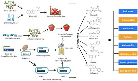 Isolation Of Flavonoids From Plant Extracts At Lawrence Melson Blog