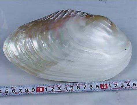 Abc Buttons Natural China River Shell Polished Packaging Type Box