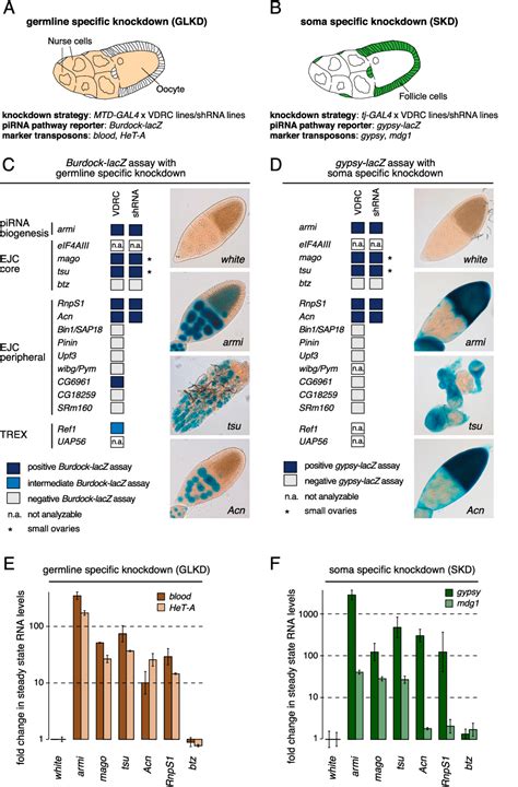 Figure 1 From The Exon Junction Complex Is Required For Definition And Excision Of Neighboring
