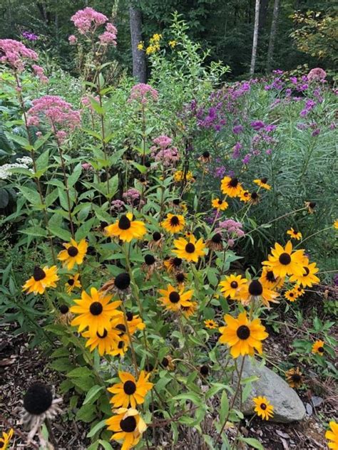Blue Ridge Chapter Of The Nc Native Plant Society Announces Final