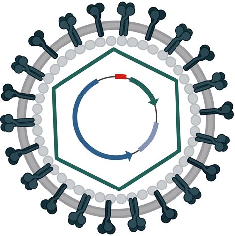Crispr Lentiviruses
