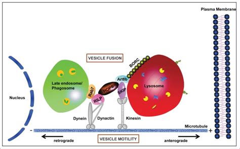 Arf Like Gtpase Arl8 Moving From The Periphery To The Center Of