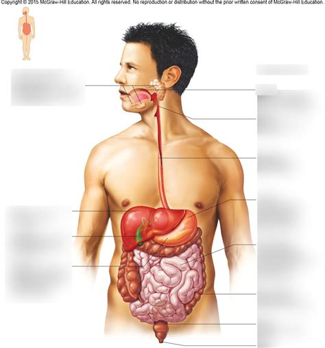 Lt Figure Digestive System Organs Diagram Quizlet