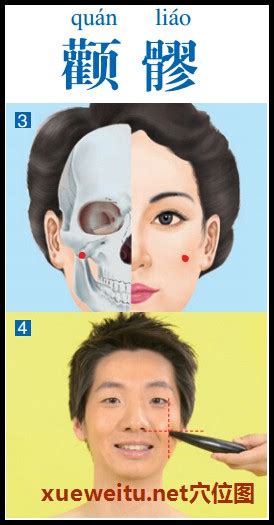 颧骨在哪个位置图片 示意图 脸上 大山谷图库