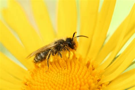 Pollen Api 6 Benefits Of Integrating It Into Your Systems