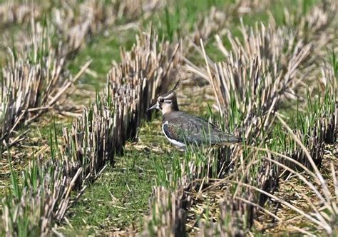 河川敷の鳥たち カムイのバードウォッチング2