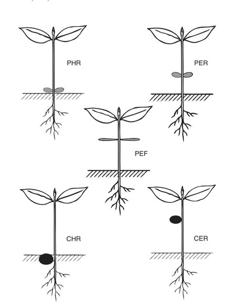 Seedling Functional Morphology PROMETHEUS