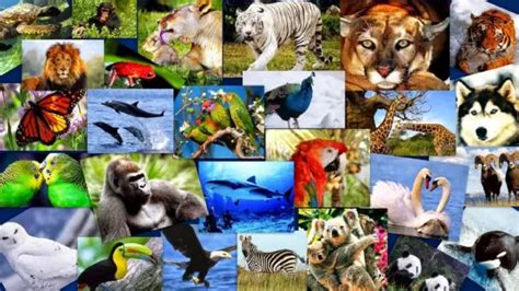 10 Especies Más Amenazadas De Peligro De Extinción Como Funciona Que