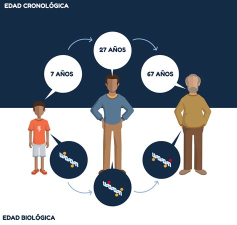 Edad Biológica Qué Es Y Cómo Calcularla