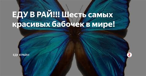 ЕДУ В РАЙ!!! Шесть самых красивых бабочек в мире! | ЕДУ В РАЙ!!! | Дзен