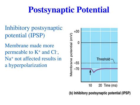 Nervous Tissue Ppt Download