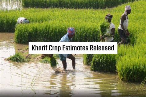First Advance Kharif Crops Production Estimate 2020 21 Released Rice