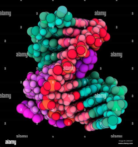 Dna Deoxyribonucleic Acid Complexed With Bleomycin A2 Computer Model Showing The Structure Of