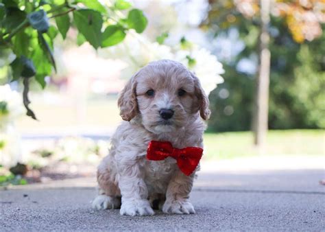 Best Denver Cockapoos Available — Crockett Doodles