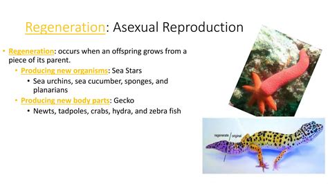 Asexual Vs Sexual Reproduction Pptx