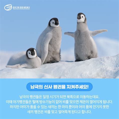 한국기후환경네트워크 지구온난화와 기후변화로 인한 펭귄의 멸종위기 여러분들의 작은 실천으로 막을 수