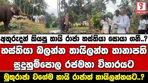 අතුරුදන් කියපු තායි රාජා හස්තියා සොයා ගනී හස්තියා බලන්න තායිලන්ත