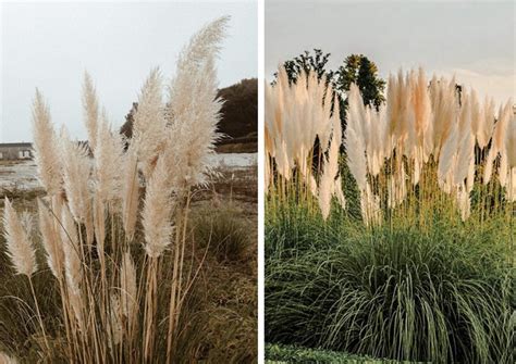 Capim Dos Pampas Tendência De Decoração 2019 Oh My Closet