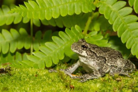 Gray Treefrog 101 Physical Characteristics Habitat Behavior And