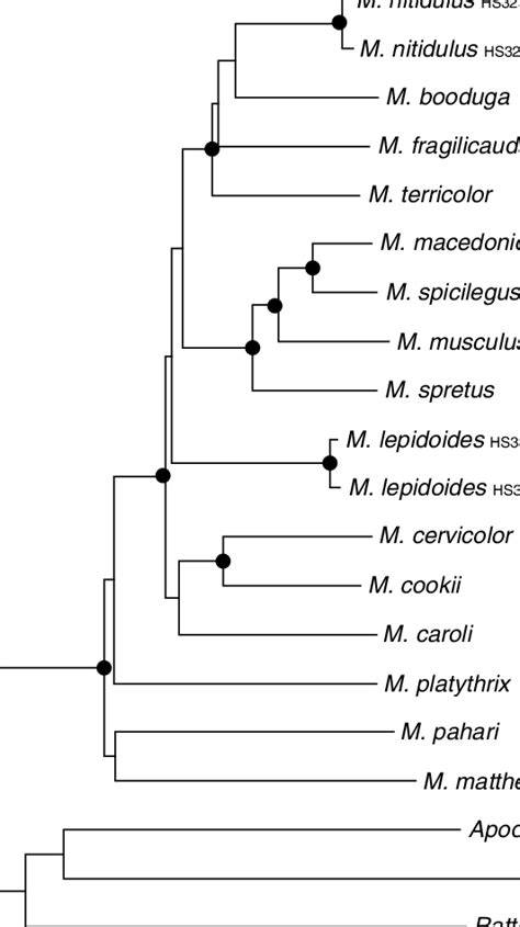 2 A Maximum Likelihood Strict Consensus Tree Based On Concatenated