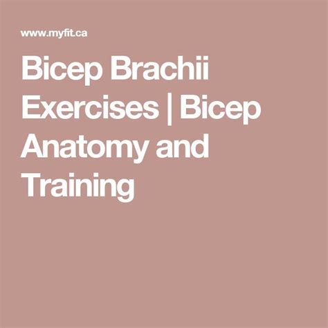 Bicep Brachii Exercises Bicep Anatomy And Training
