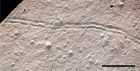 Trace Fossil Collection University Of Alberta Museums
