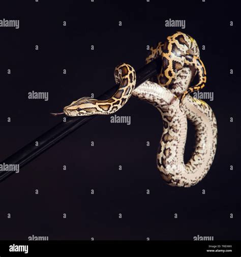 Python Royal Calicot