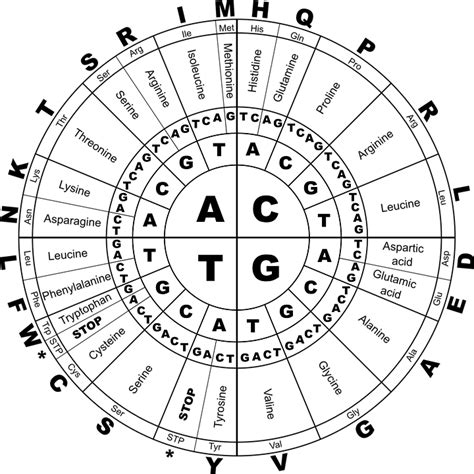 Amino Acid Codon Wheel