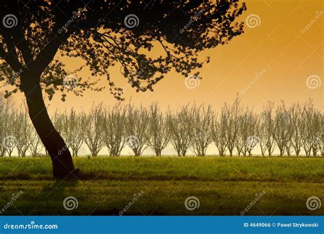 Branches Of The Single Tree Stock Photo Image Of Mist Green 4649066