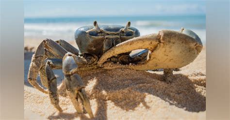Fiddler Crabs Compound Eyes Inspire Amphibious Panoramic Camera Laser Focus World