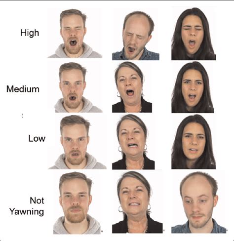 Figure 1 From Yawning Detection Sensitivity And Yawning Contagion