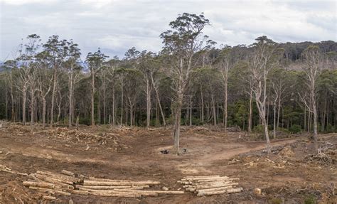 The Logging Industry Should Be Bound By Australia S Environment
