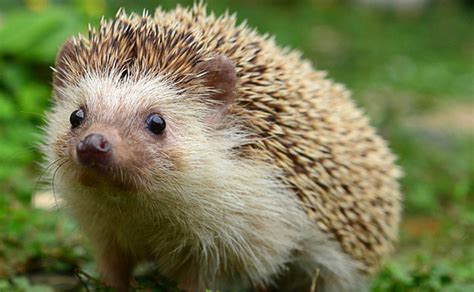 Are Hedgehogs Rodents