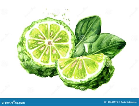 Fruta Fresca De La Bergamota Con La Hoja Ejemplo Dibujado Mano De La