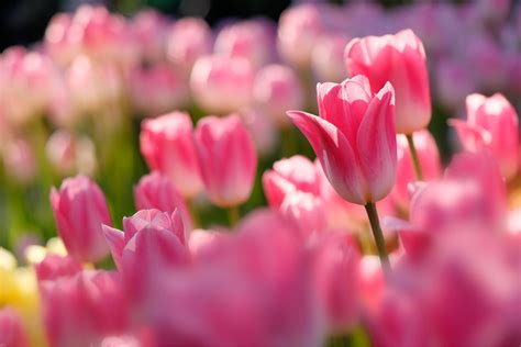 Nguồn gốc và ý nghĩa hoa Tulip dựa theo từng màu sắc khác nhau Vua Nệm