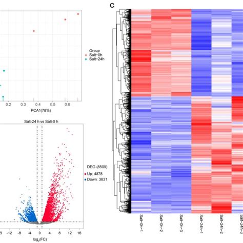 Spatiotemporal Gene Expression Patterns Under Salt Stress Treatment