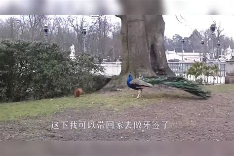 孔雀正在向游客开屏，突然感觉不对劲，接下来的画面憋住别笑！ 感觉 孔雀 游客