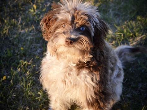 Doodle Showcase Js Doodles Breeder Aussiedoodles Goldendoodles London Ontario