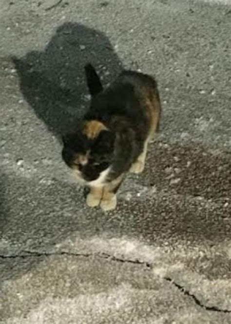 Missing Beloved Swat Cat Returns To Boston Police Department