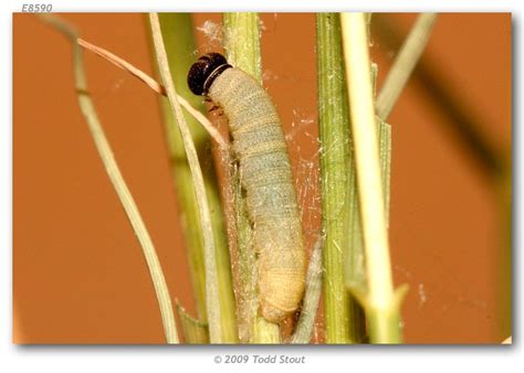 Pseudocopaeodes E Eunus Immatures