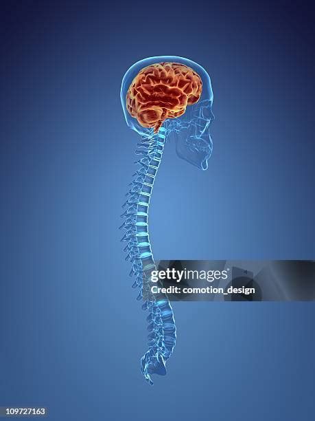 Brain And Spine