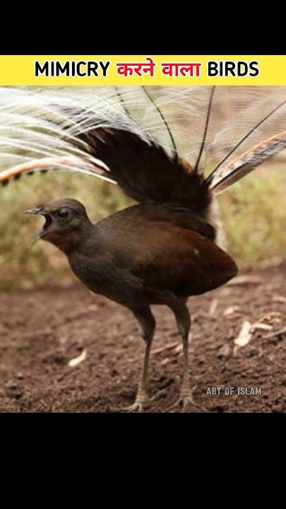 The Worlds Best Mimicry Birds 😱 Shortsvideo Youtubeshorts Shorts
